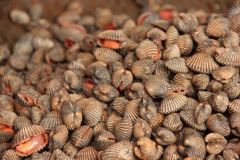 Mollusque de palourdes image stock. Image du gourmet - 24138487