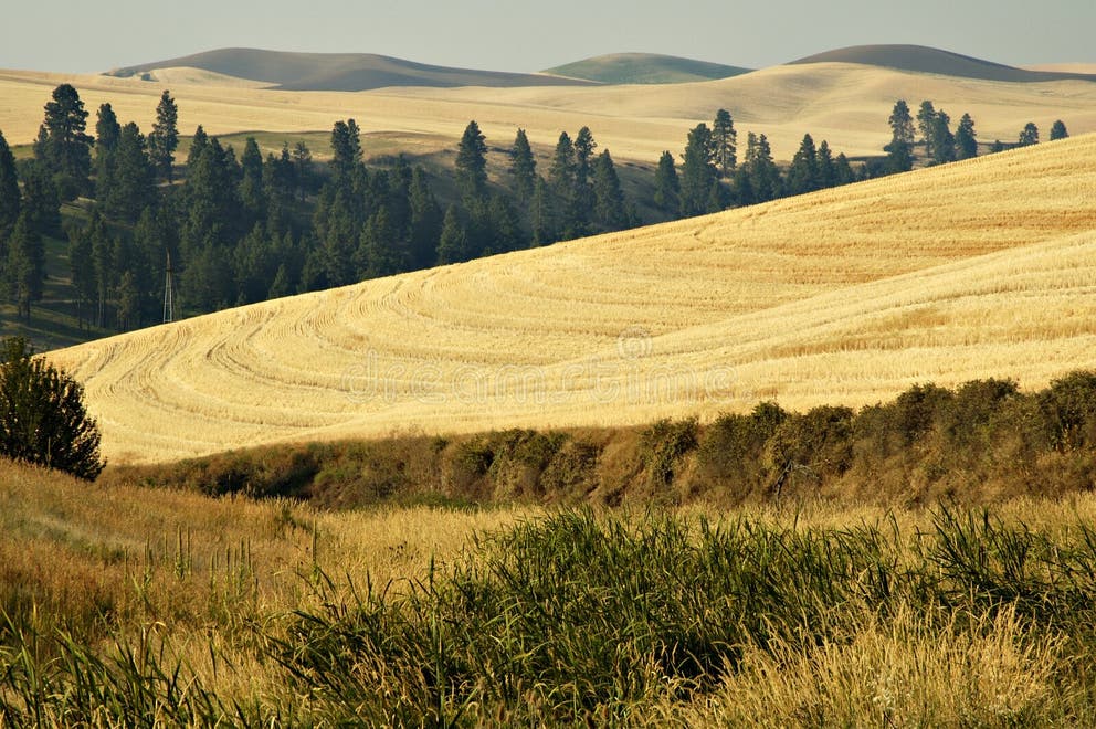 Palouse country 1 stock photo. Image of gold, contours - 1608418