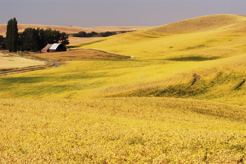 Palouse country 3 stock image. Image of agriculture, contours - 1608429