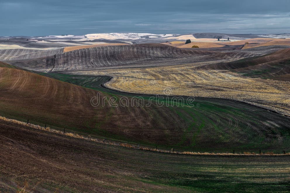 Palouse Fields stock photo. Image of agriculture, lentil - 208932030