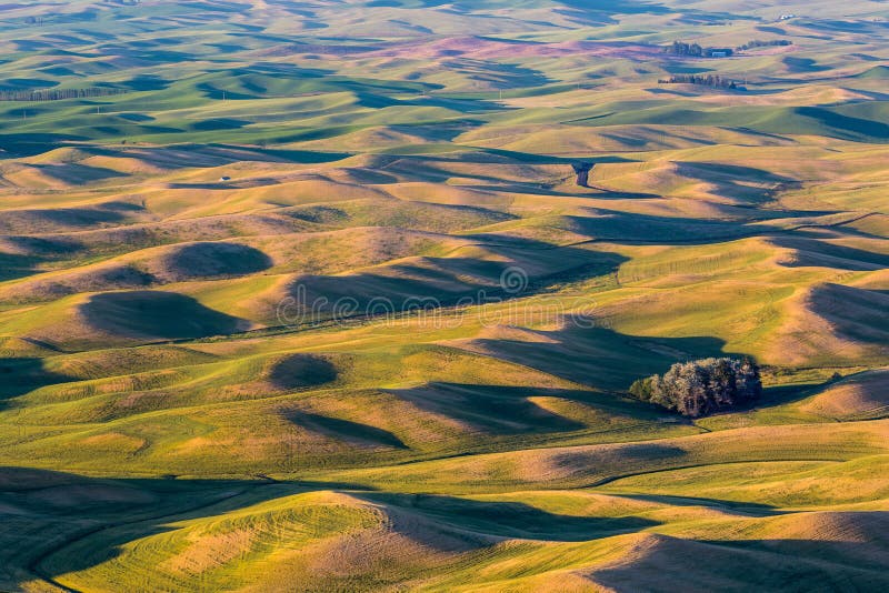 Palouse Fields stock photo. Image of palouse, farm, travel - 61581176