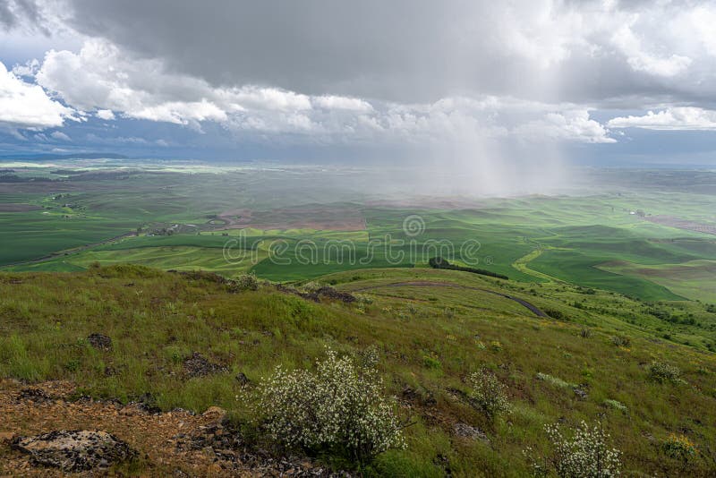 Palouse in Late Spring stock image. Image of wheat, late - 249393013