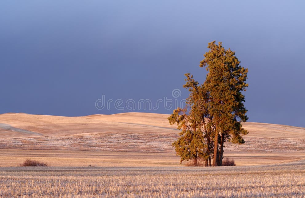 Palouse Pine Trees stock image. Image of wheat, agriculture - 13613745