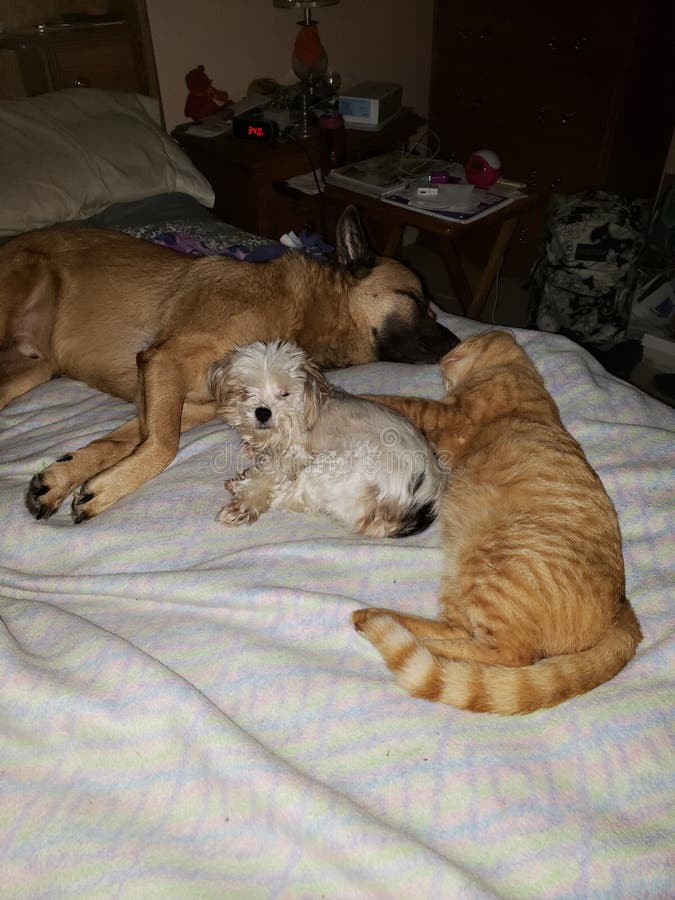 Pals stock image. Image of forever, buddies, friends - 162401215