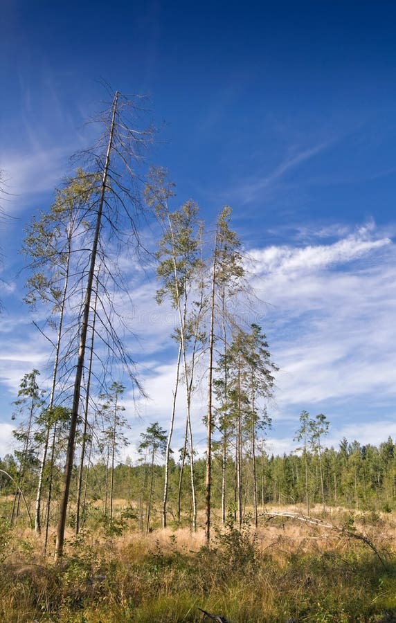 Paludal forest stock photo. Image of coniferous, walk - 15780092