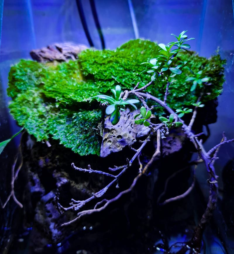 Paludarium stock image. Image of room, decoration, moss - 261920485