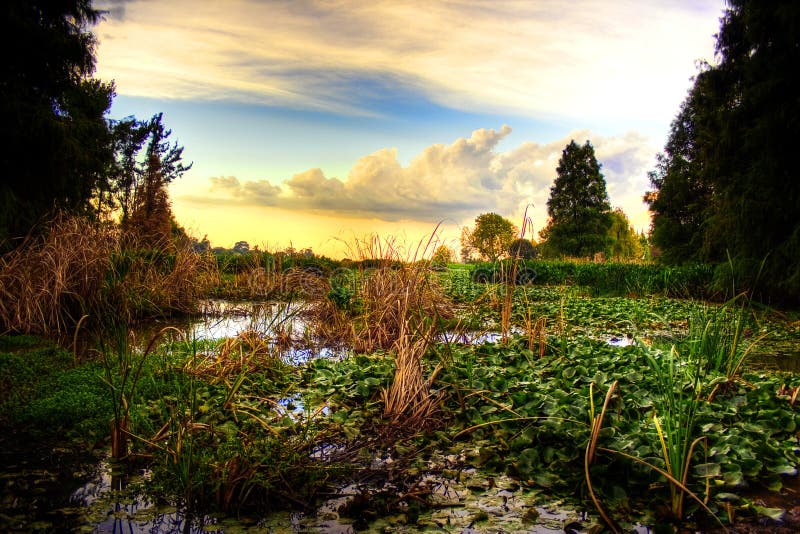 Palude fotografia stock. Immagine di conservazione, nube - 6210250