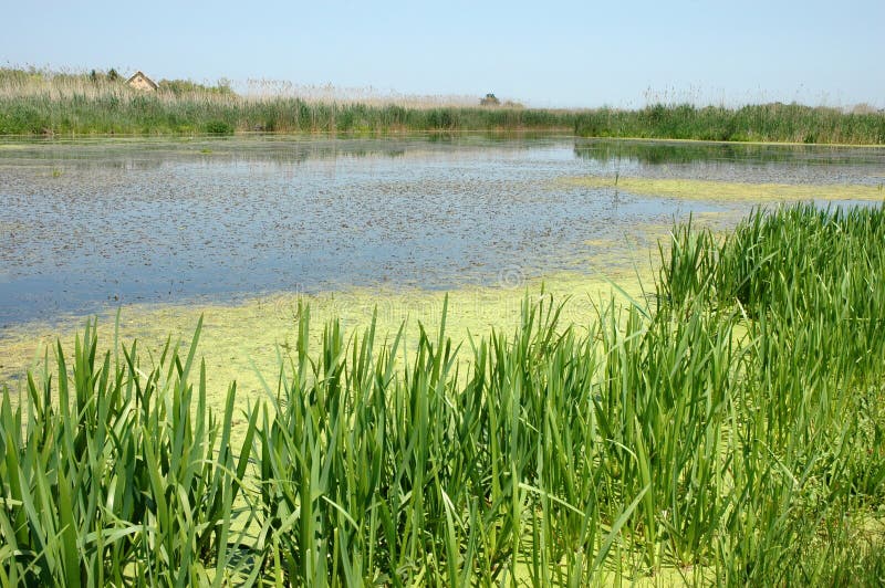 Palude immagine stock. Immagine di giunco, cielo, naturalizzato - 54939905