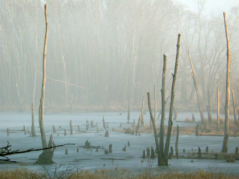 Palude immagine stock. Immagine di acqua, stagno, alberi - 980413
