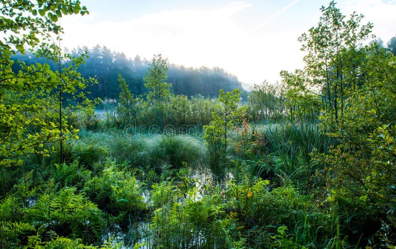 Verde palude immagine stock. Immagine di stagionale, presto - 77012211