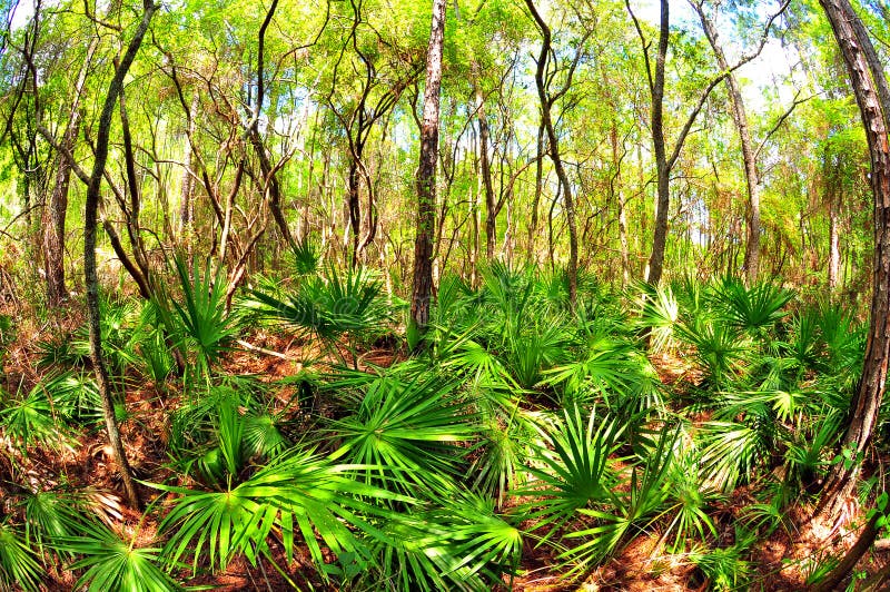 Palude della Florida immagine stock. Immagine di flora - 9292757