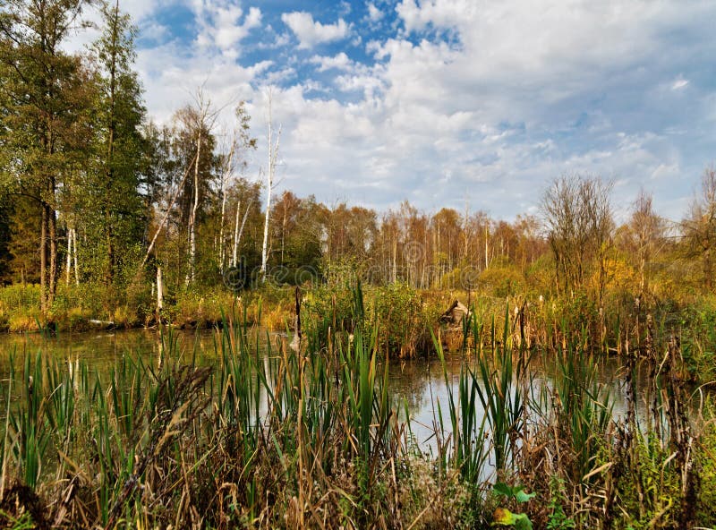 Vista Autunnale Di Una Palude Fotografia Stock - Immagine di autunno ...