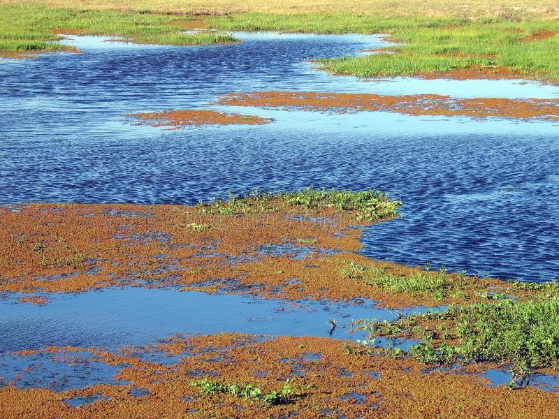 Palude di colore fotografia stock. Immagine di piante - 15366472
