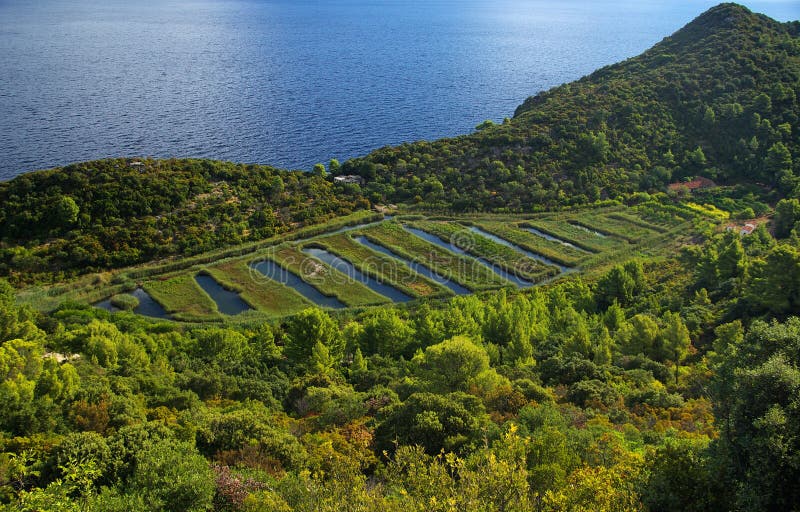 Palude di Mljet immagine stock. Immagine di marrone, adriatico - 3772927