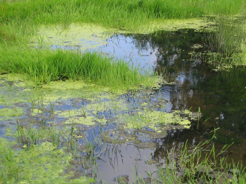 Palude Verde Con Alghe, Erba, Alberi E Piante Nel Deserto Zona Protetta ...
