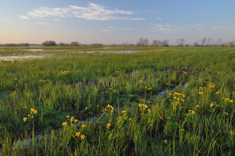 Paludi di Biebrza fotografia stock. Immagine di fiume - 29920508