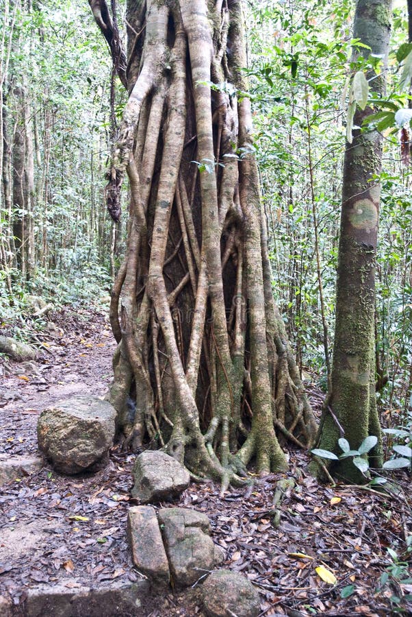 Paluma Range National Park stock photo. Image of sycamore - 8418762