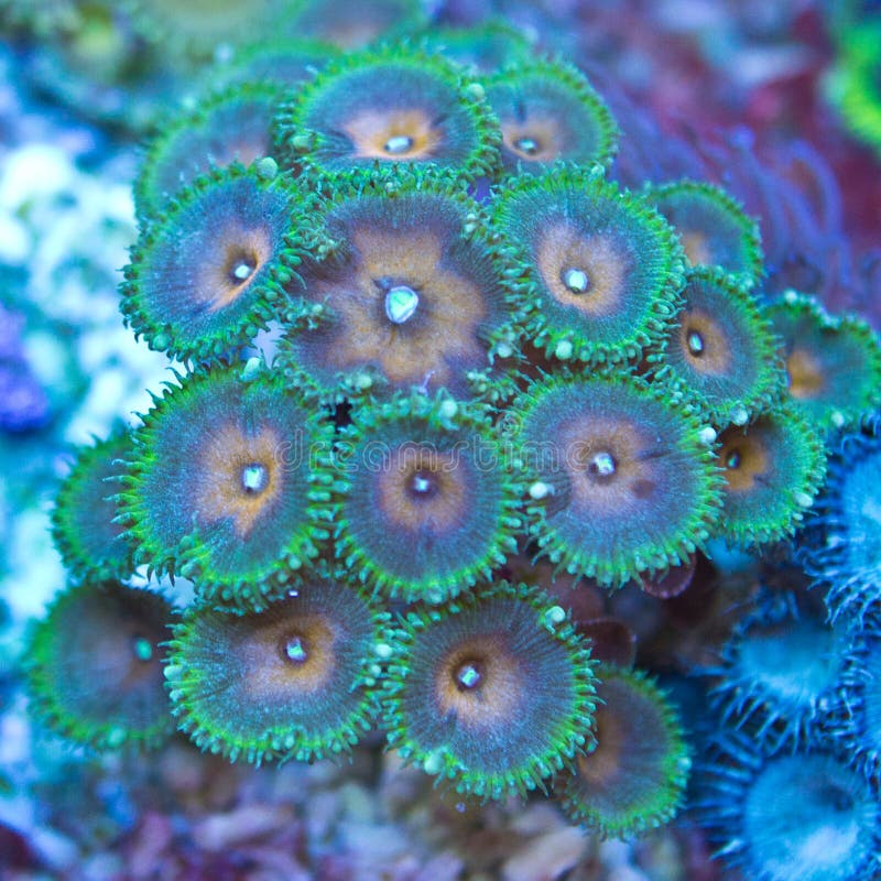 Green Palythoa Soft Coral in a Reef Aquarium Stock Photo - Image of ...