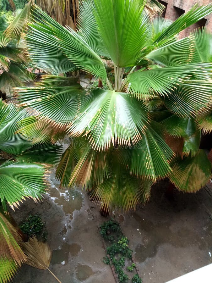 Pam stock photo. Image of pankh, plant, garden, palm - 123593462