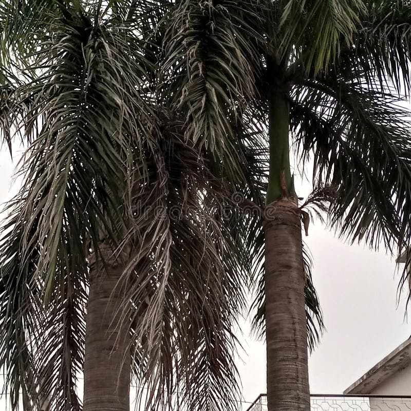 Pam Tree in the Backyard Very Beautiful Stock Photo - Image of back ...