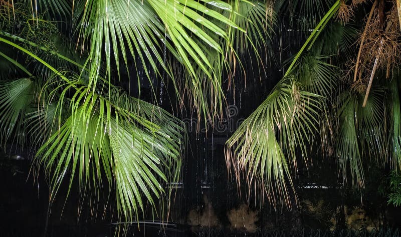 Pam Tree and Leave at the Time of Rain Stock Image - Image of nature ...