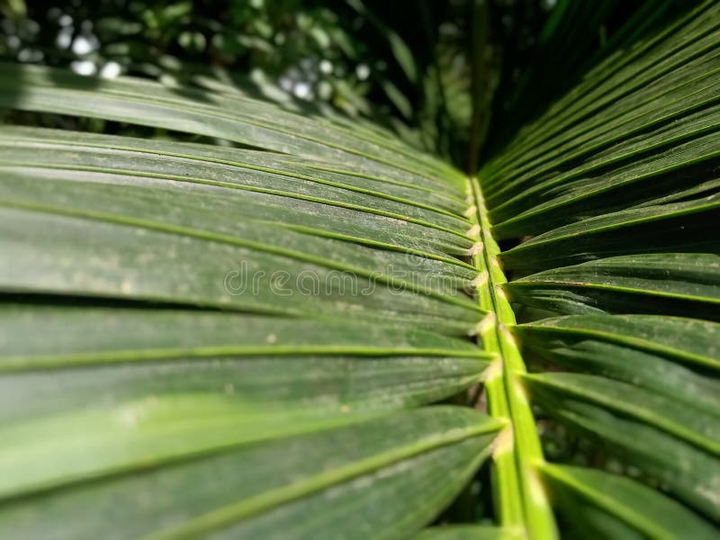 Pam tree stock photo. Image of buty, tree, natchrel - 162713142