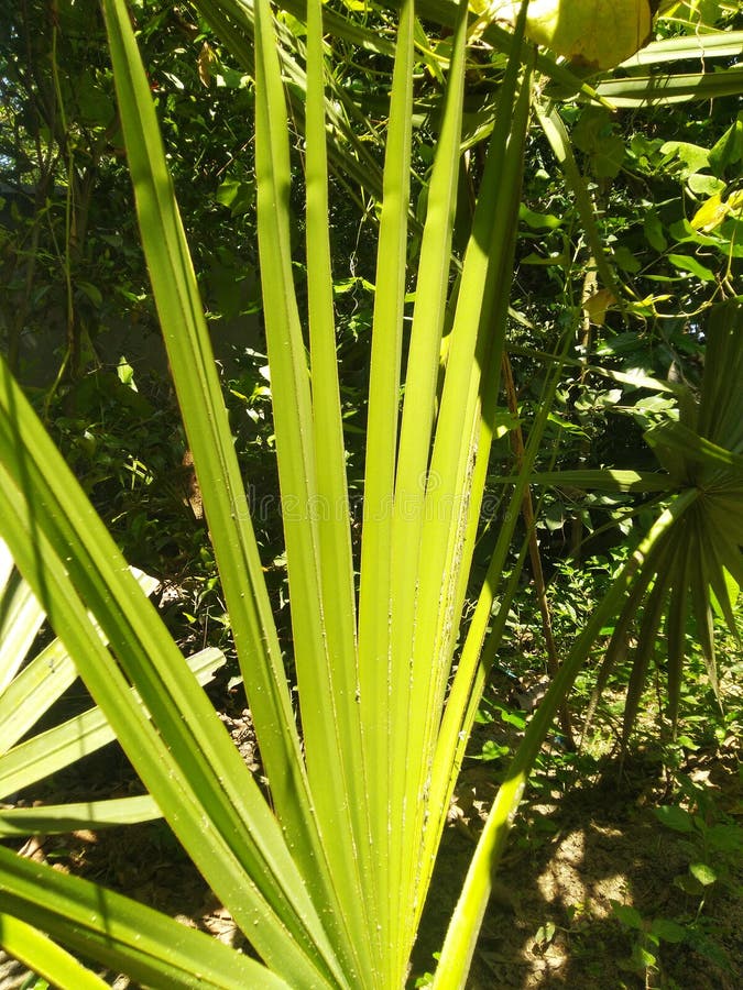 Pam Tree picture stock image. Image of flower, green - 196040521