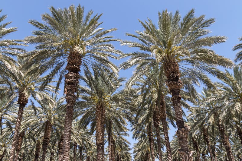 Pam Trees in the Jordan Valley Stock Photo - Image of israel, homes ...