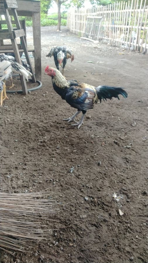 Pama Runaway chicken stock photo. Image of bird, tree - 262571528