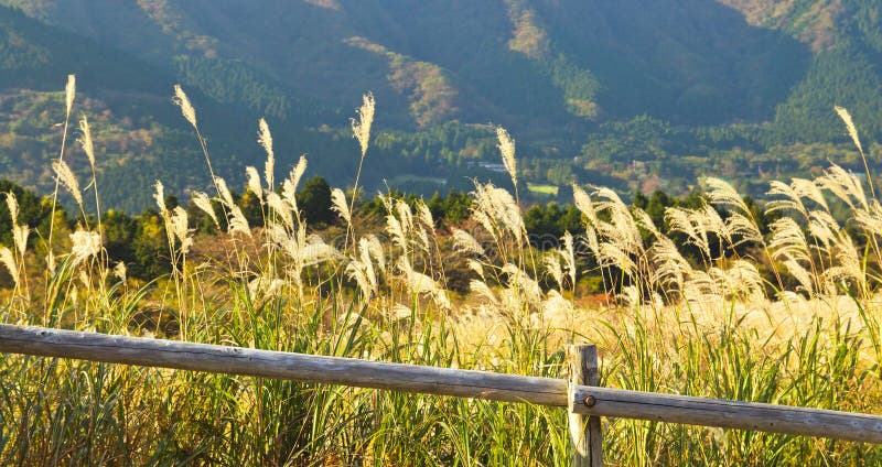 Pamapas Grass Field in Autumn at Hakone, Japan Stock Photo - Image of ...