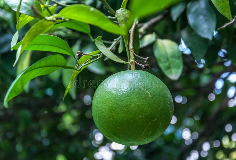 Pamela tree with fruits stock image. Image of jabong - 58128149