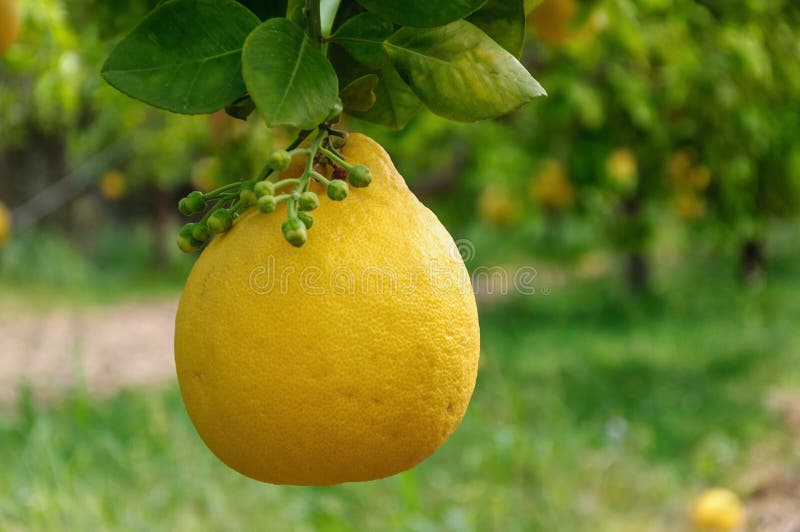 Pamela tree with fruits stock photo. Image of halved - 69776514