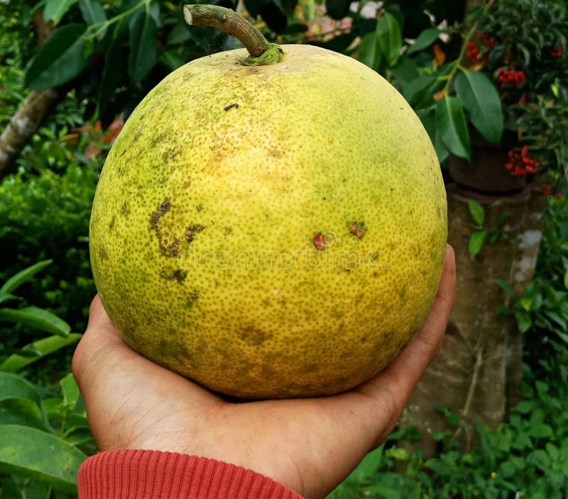 Pamelo Grapefruit Looks Fresh Stock Image - Image of looks, pamelo ...