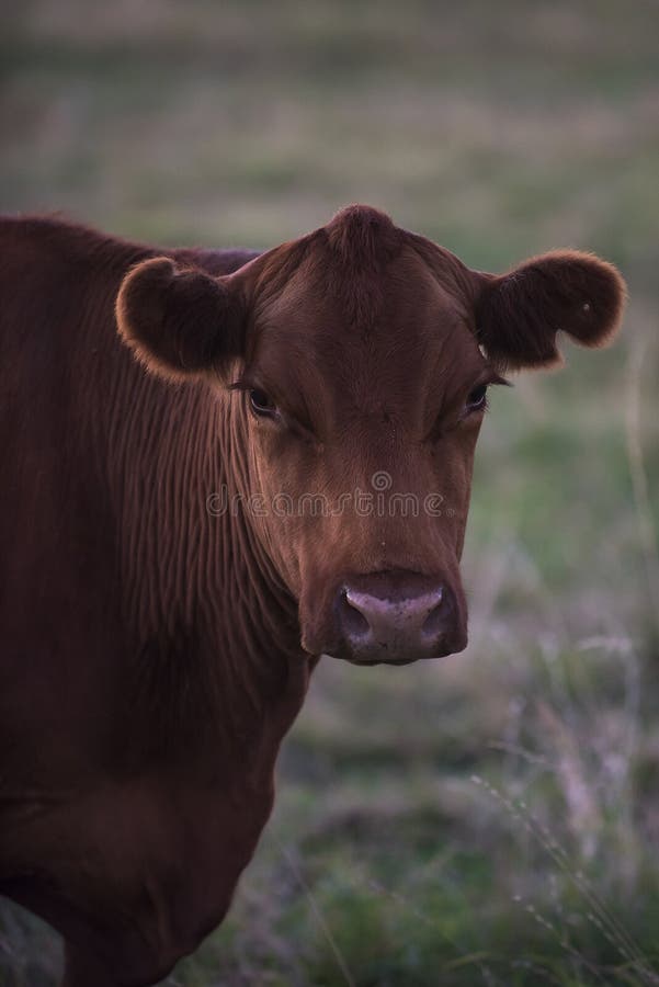 Pampas Argentina da vaca imagem de stock. Imagem de animal - 131437063
