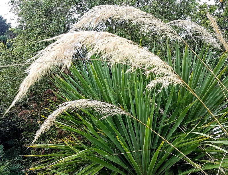 Pampas Fronds Wind Blown Against Yucca Stock Image - Image of fronds ...