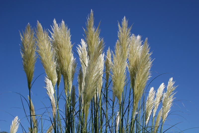Pampas grass stock image. Image of pampas, frond, plant - 11506039