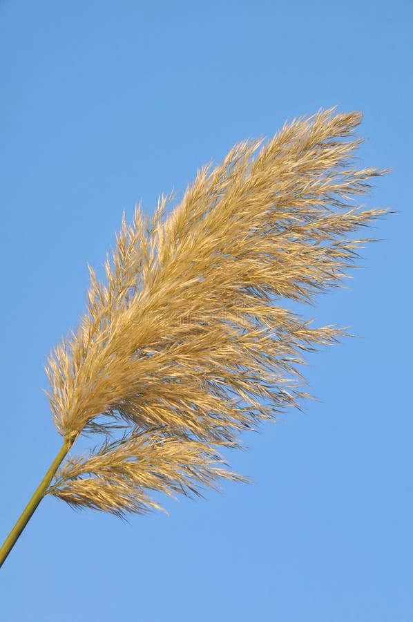 Pampas grass stock image. Image of pampas, natural, feather - 27338305