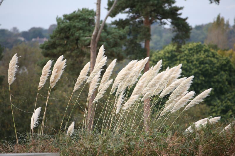 Pampas Grass Blowing in Wind Stock Image - Image of shrub, sutton ...