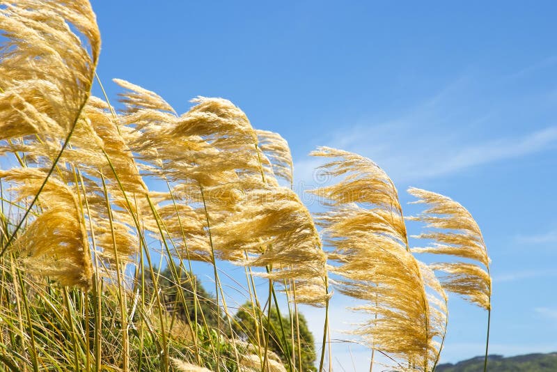 Pampas Grass Blowing in the Wind Against a Blue Sky Stock Photo - Image ...