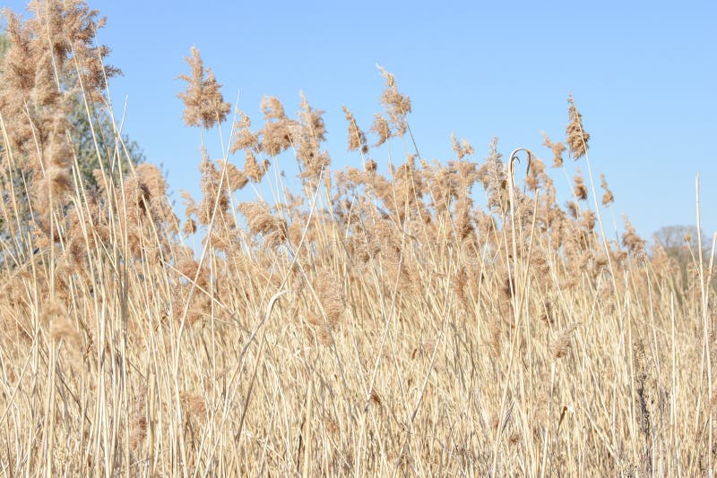 Pampas Grass in the Breeze with Blue Sky in a Calm Nature Background ...