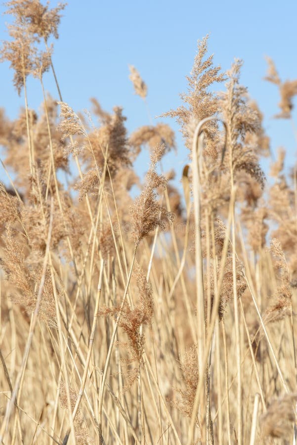 Pampas Grass in the Breeze with Blue Sky in a Calm Nature Background ...