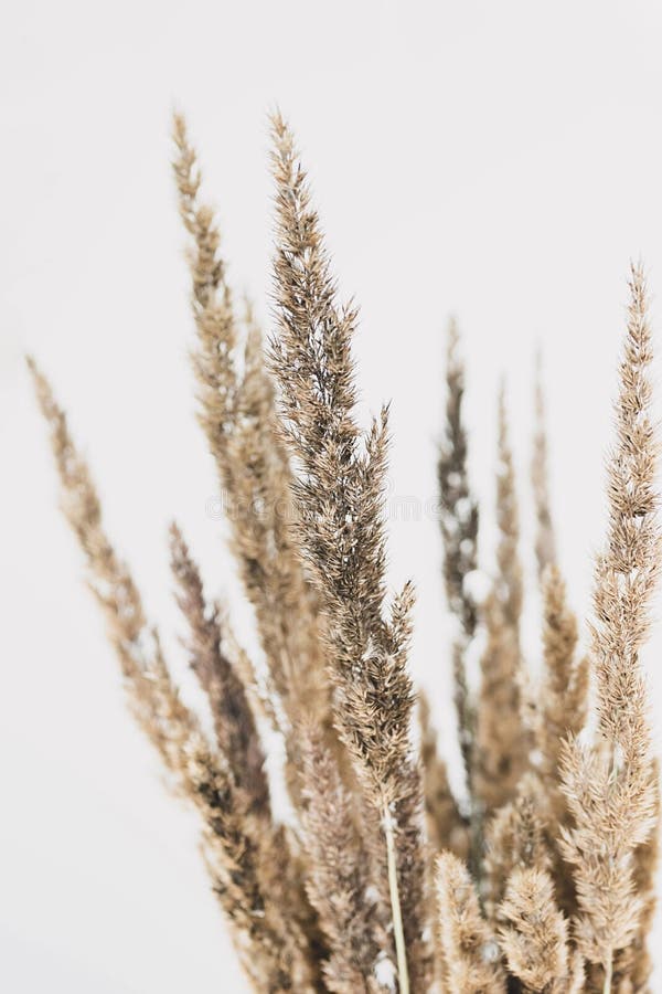 Pampas Grass, Close Up, Selective Focus. Dried Reeds Boho Style Stock ...