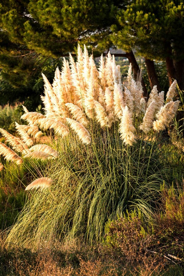 Pampas Grass (Cortaderia Selloana) Stock Image - Image of garden, green ...