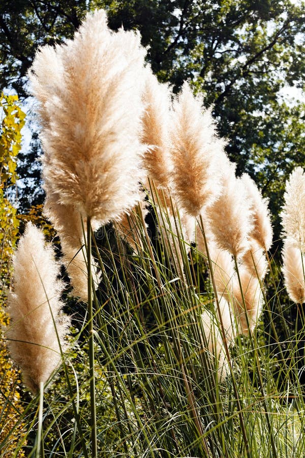 Pampas grass stock photo. Image of fluffy, flora, green - 75967668