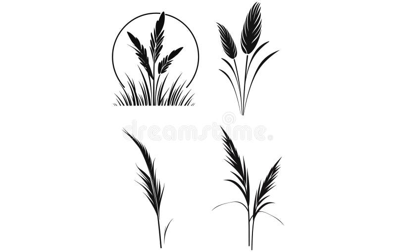 Pampas Grass Silhouette, Pampas Grass Vector Silhouette Stock Vector ...