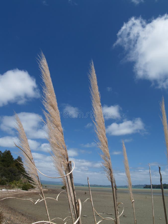 Toi Toi 01 stock photo. Image of plant, cuttygrass, green - 1052114