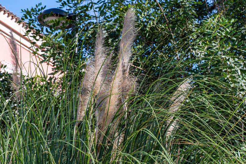 Pampas Plant with Its Feathers Stock Photo - Image of natural, leaf ...