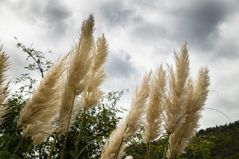 Pampas Plant in Nature Created Wildly Stock Photo - Image of grass ...