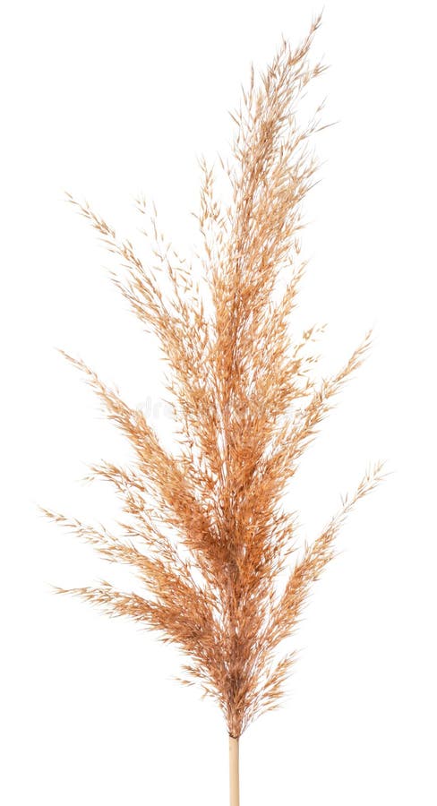 9+ Reed grass isolated white background Free Stock Photos - StockFreeImages