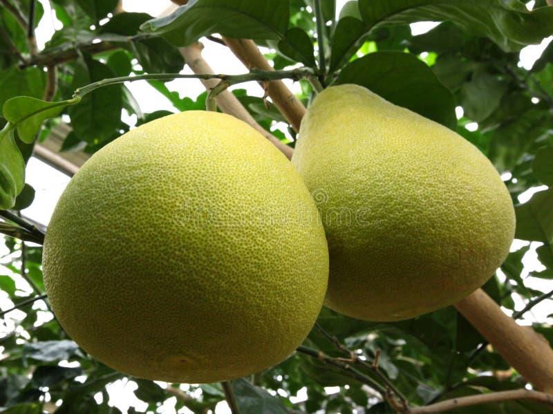 Pampelmuse auf Baum stockfoto. Bild von landwirtschaft - 50319554